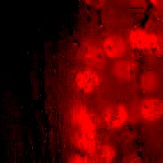 Explore Bambii🖤💋 - Atlanta's 25-Year-Old Sensation from Georgia