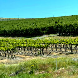 Dominique Rystan - Stunning Model with a Captivating Visage