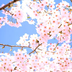 Miss Chun Lee 💖 Juicy Foot Queen 💖