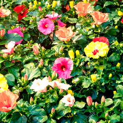 Devin Bloom 🌺 - Exclusive Content by the Top Model