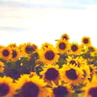 Jessa Furches - Sensual Fitness & Swimsuit Enthusiast on OnlyFans