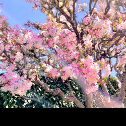 Boo 𐀔 - Model Page