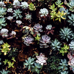 VioletFoxy's Alluring World on OnlyFans: Unveiling the Captivating Art ...