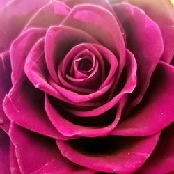 Dominique Rystan - Stunning Model with a Captivating Visage