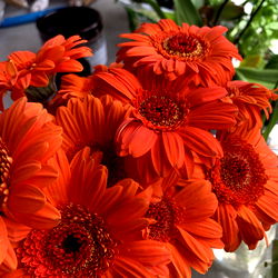 Angie Varona - Official Onlyfans Account