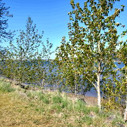 Amber Alena - Stunning Model with Mesmerizing Beauty