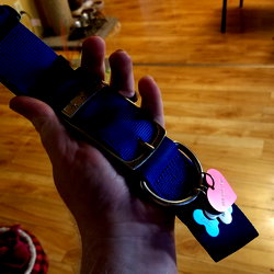 WolfyWagsTail - The Ultimate Wolfy for Your Entertainment