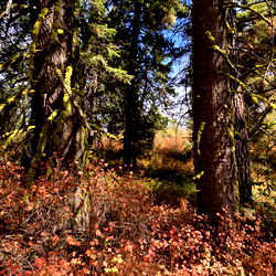 Harper the Fox - The Ultimate Experience